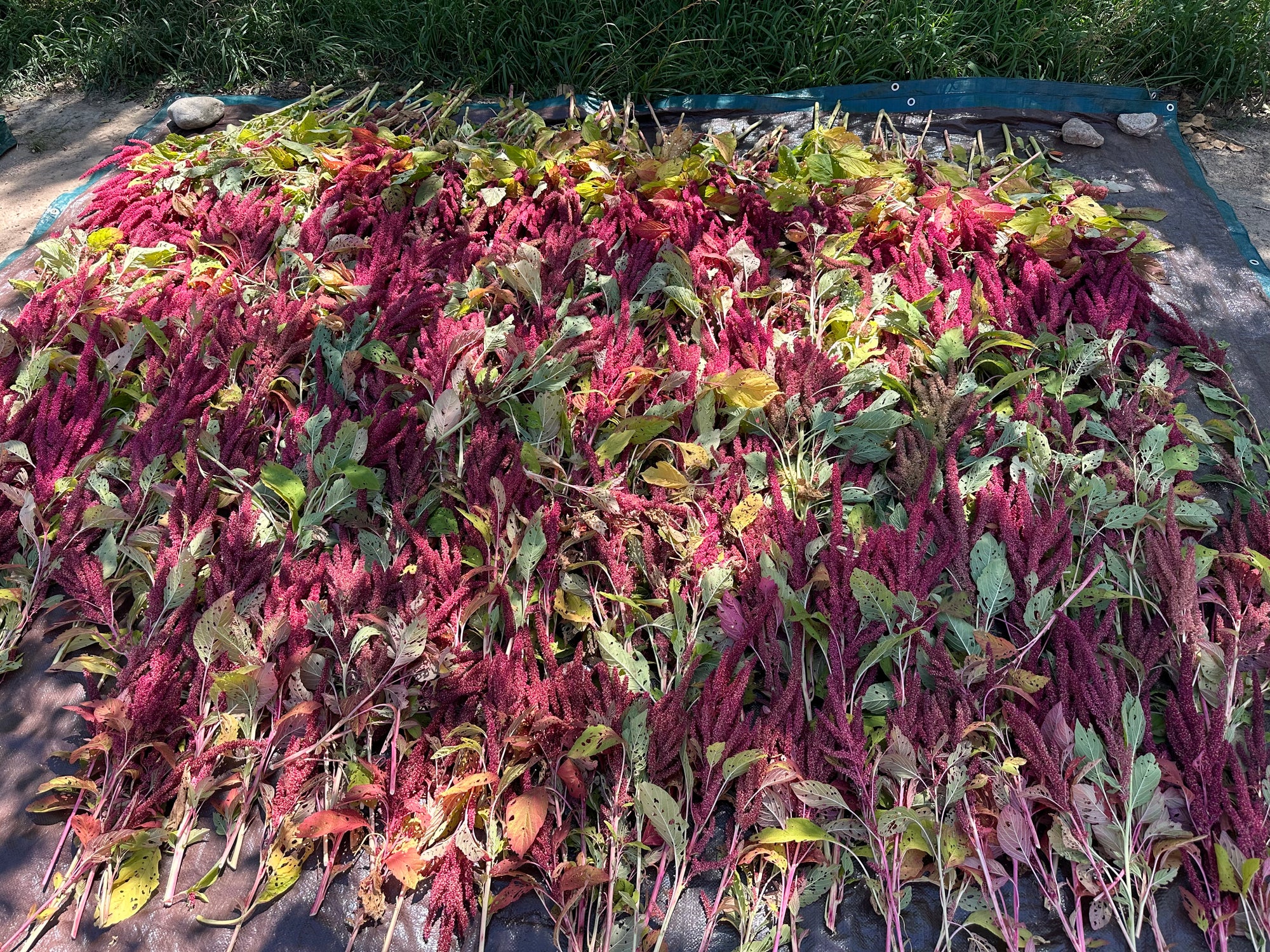 Lineage Seeds