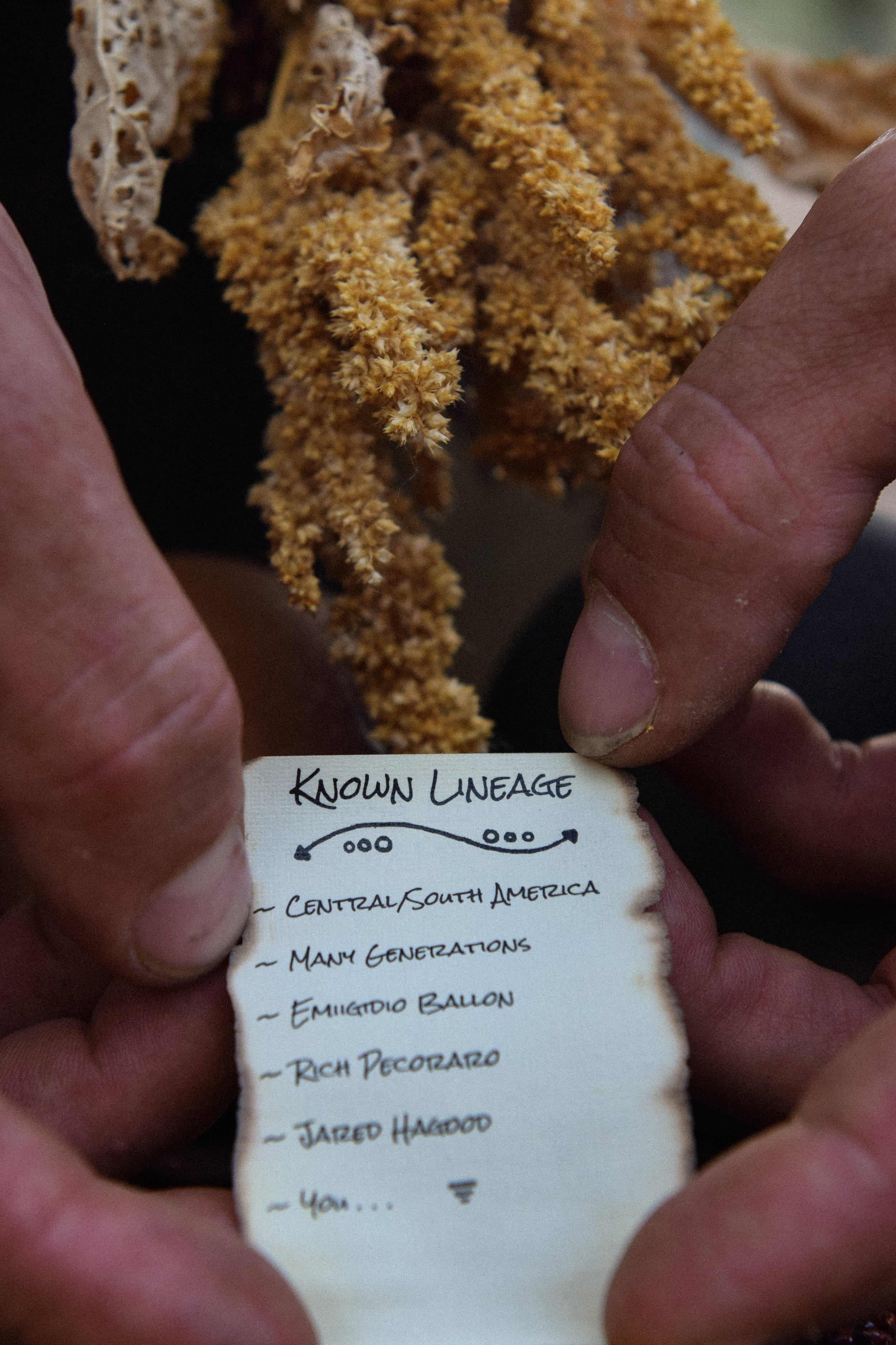 Lineage Seeds