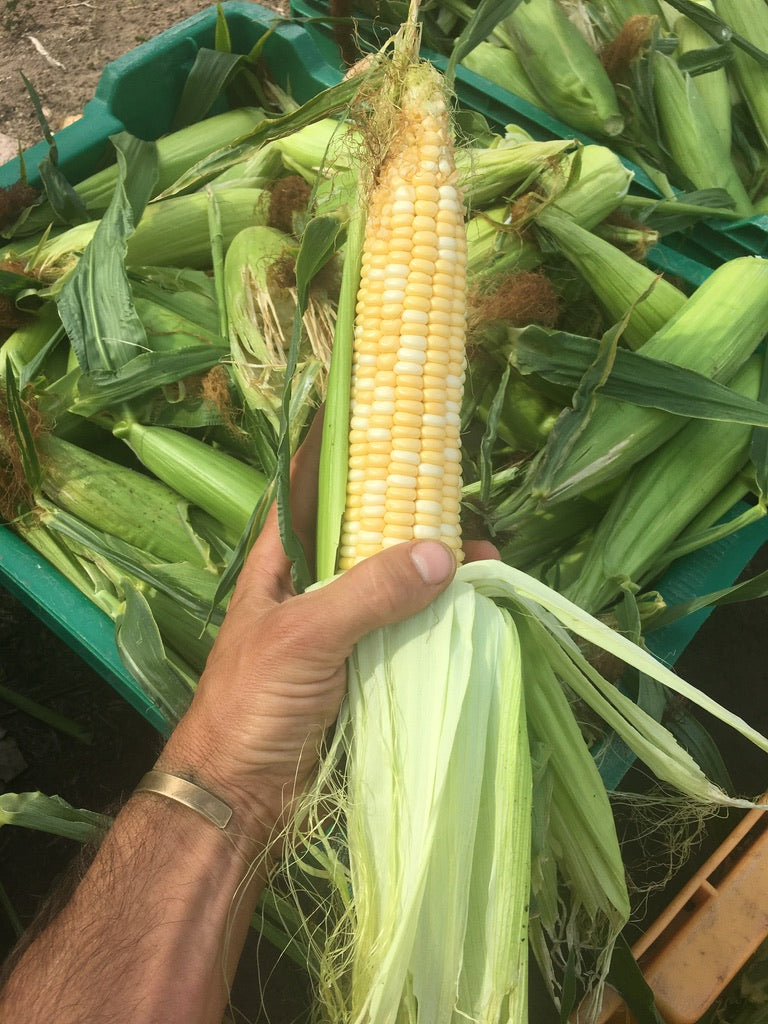 Double Standard Sweet Corn – Lineage Seeds