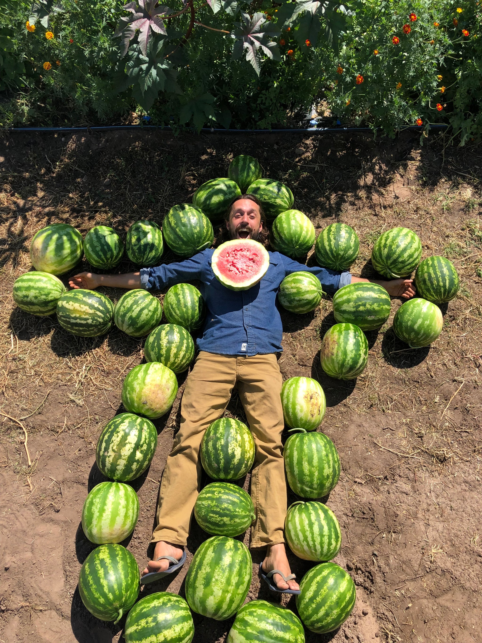 Sweet Dakota Rose Watermelon – Lineage Seeds